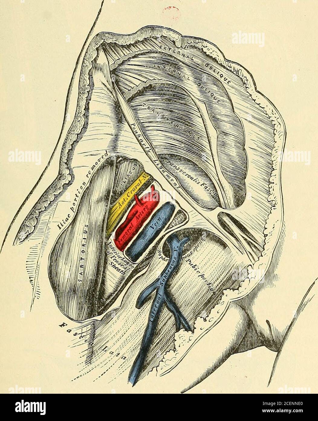 Falciform High Resolution Stock Photography and Images - Alamy