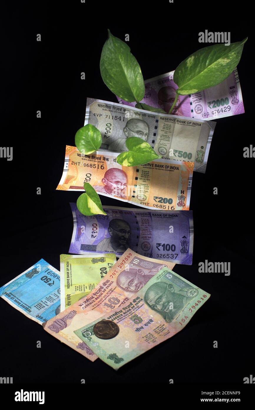 Rupee Money Tree