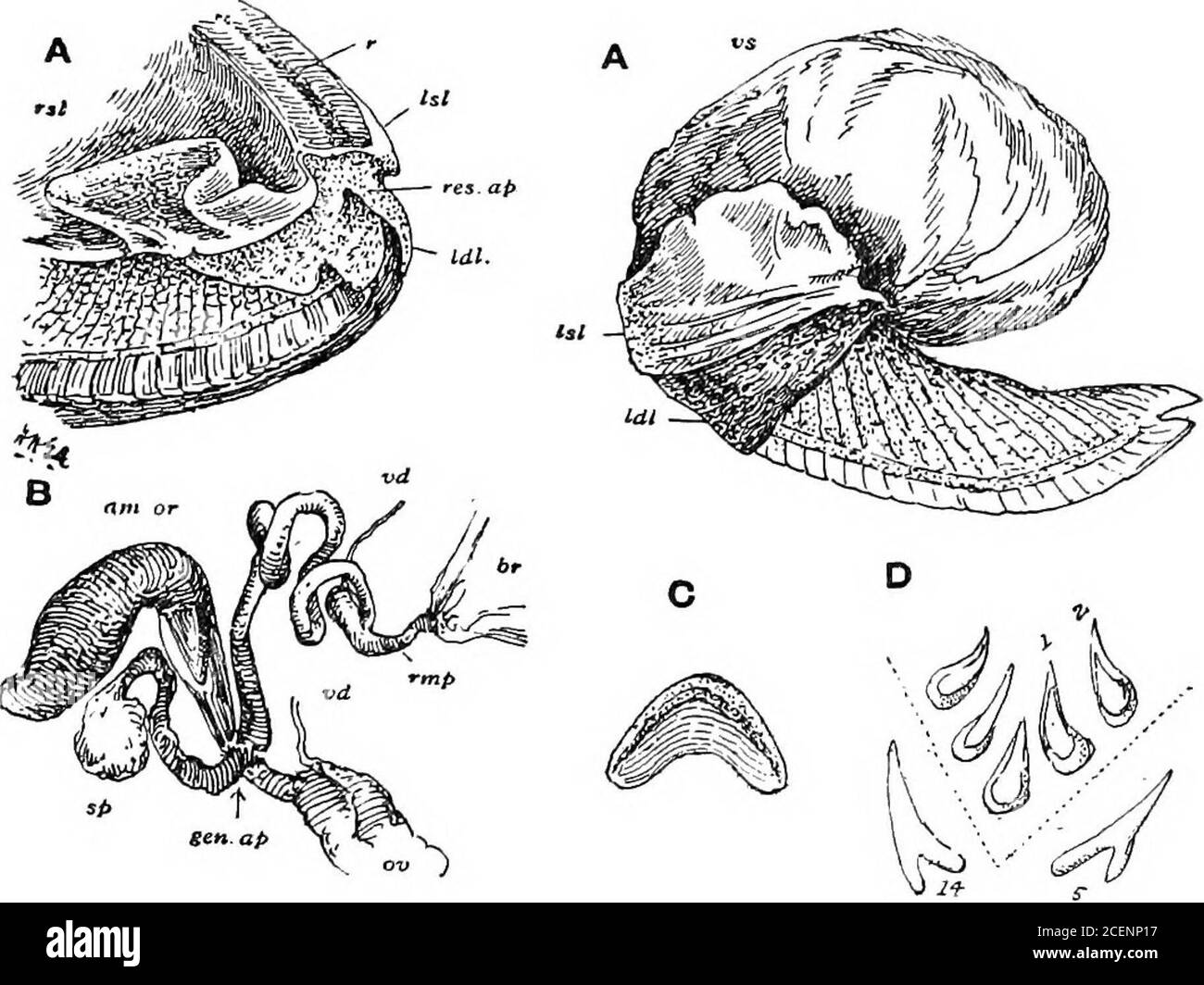 . Mollusca ... , of usual form inMacroclilamys. SOPHINA.. 283 ...