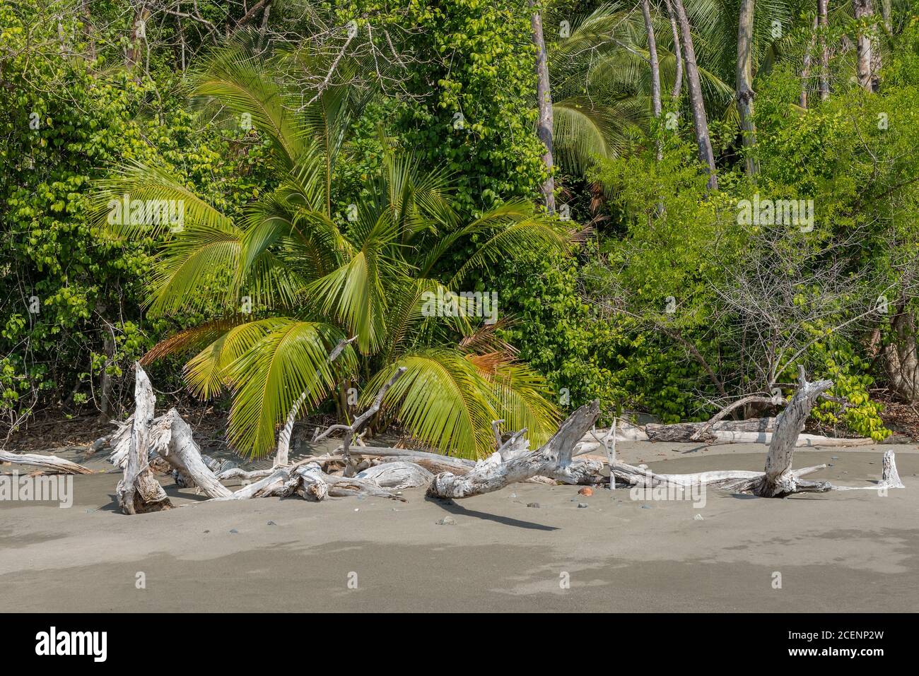 tropical beach on the cebaco island, Panama Stock Photo - Alamy