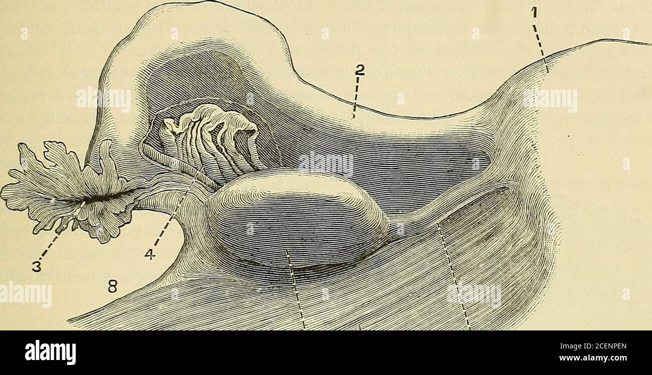 . Anatomy, descriptive and surgical. ind and below the Fallopian tubes ...
