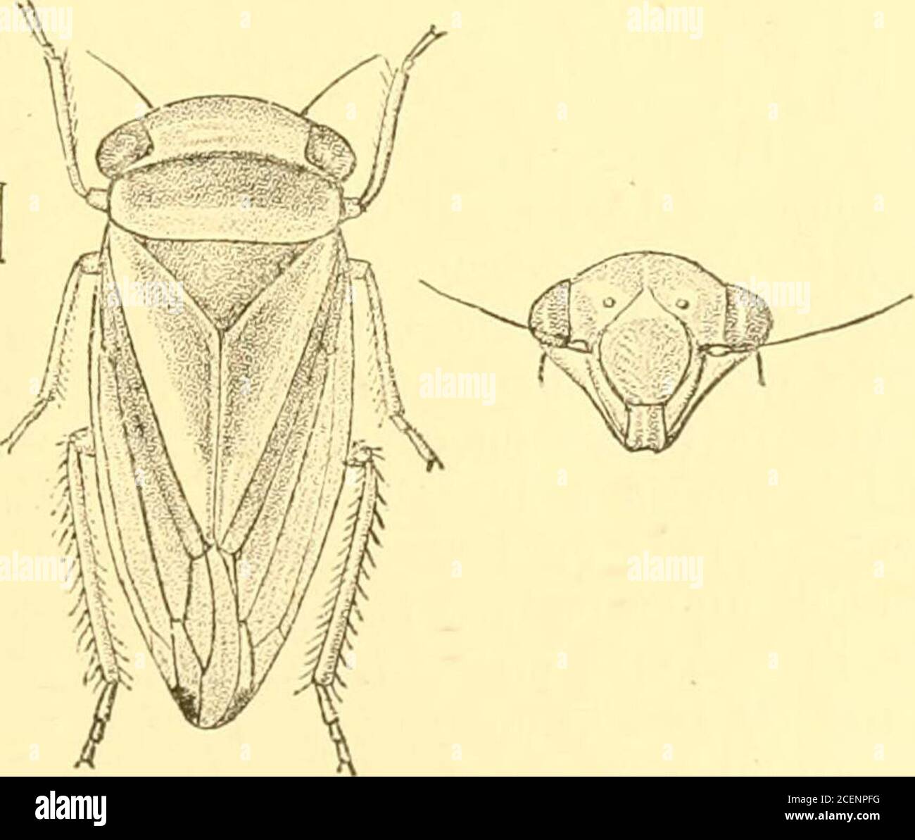 Yellow spot between eyes hi-res stock photography and images - Alamy