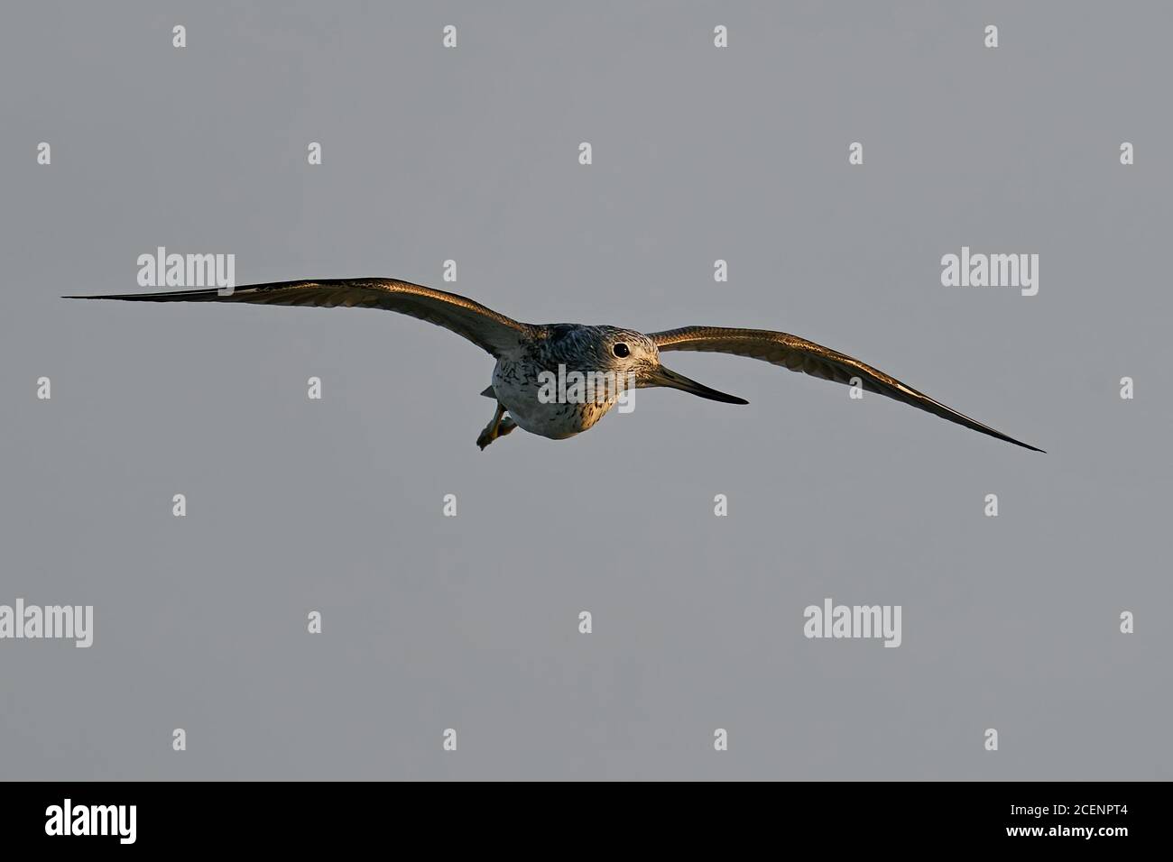 Common greenshank in flight in its natural enviroment Stock Photo - Alamy