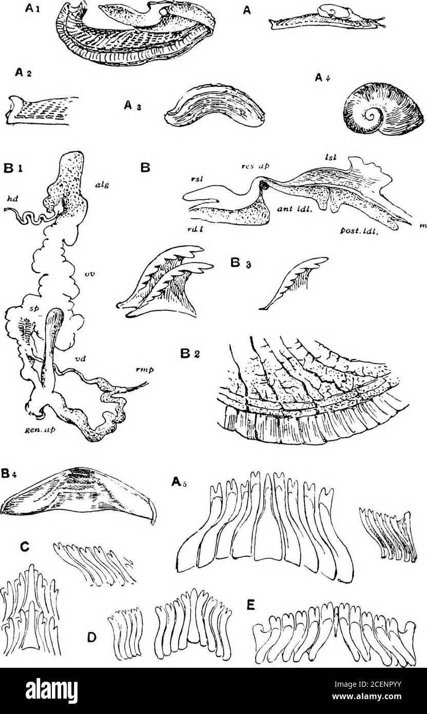 . Mollusca ... diagonal, lunate, roundly ovate ; peristome thin,margins ...