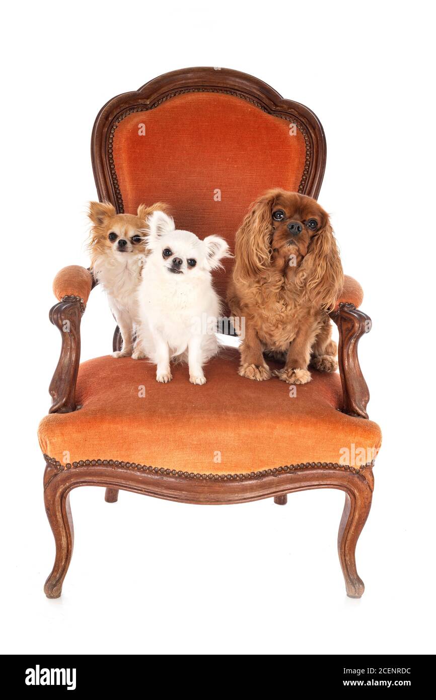 little dogs on chair in front of white background Stock Photo - Alamy