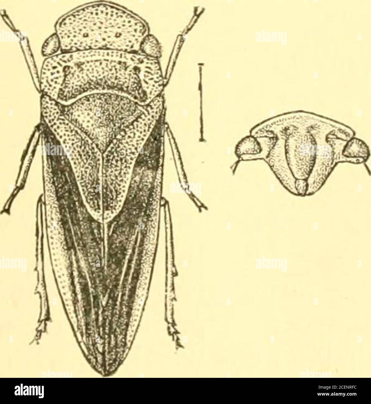 Tabulata hi-res stock photography and images - Alamy