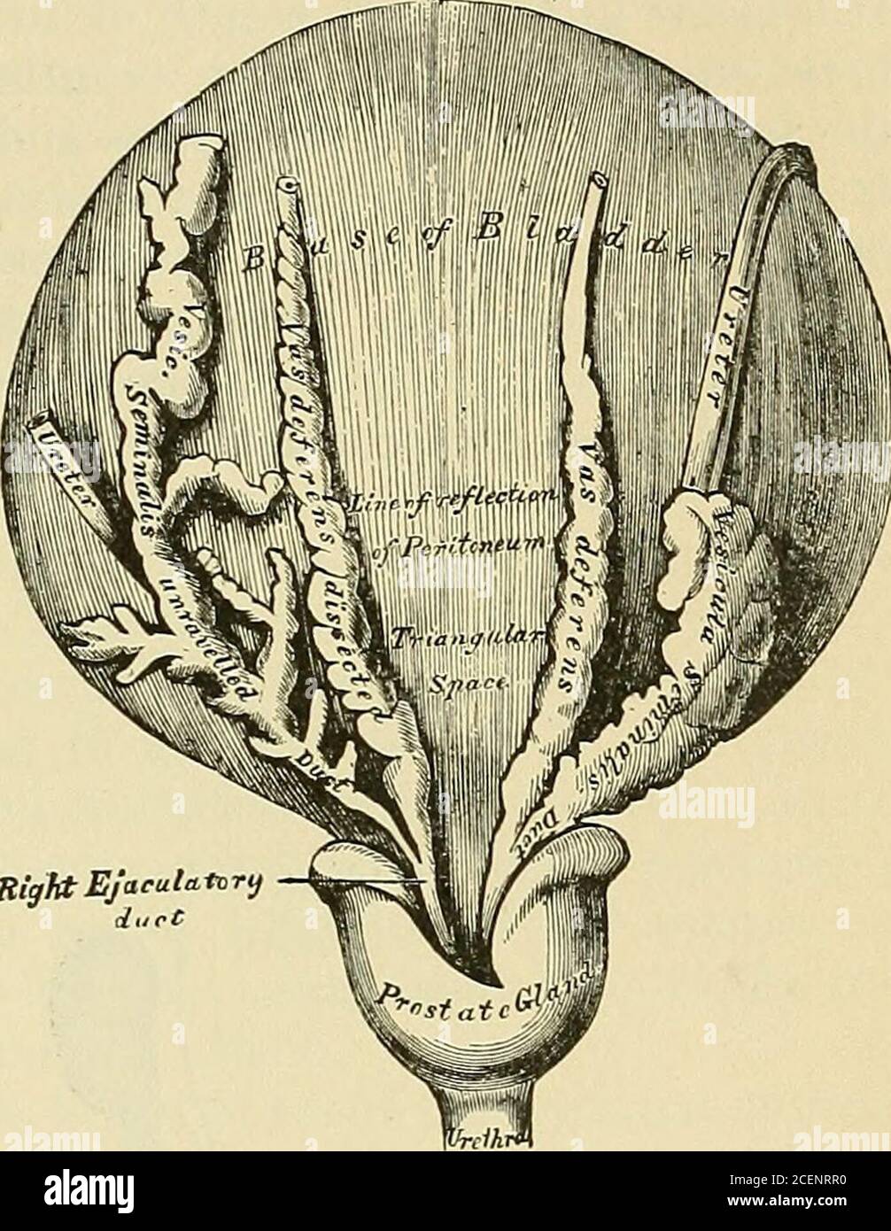 . Anatomy, descriptive and surgical. onstituents of the tubes. Vessels ...