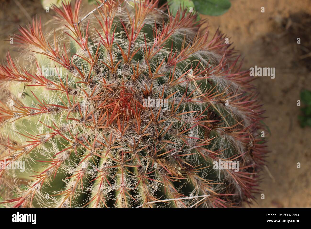 Clumps of cacti in the Atacama Desert Stock Photo - Alamy