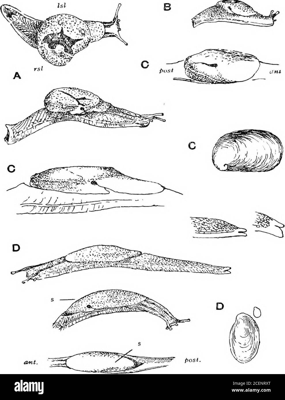 Globose shell Black and White Stock Photos & Images - Alamy