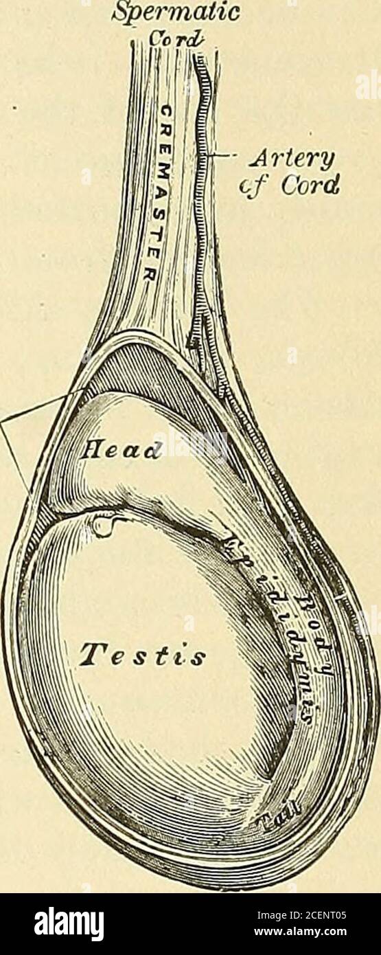Cremasteric hi-res stock photography and images - Alamy