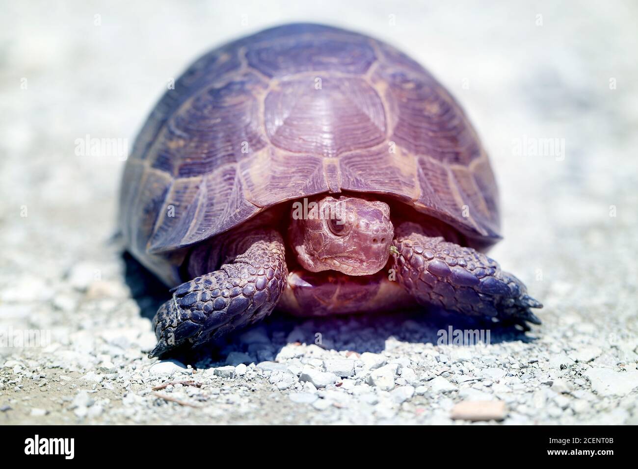 Cute turtle photos hi-res stock photography and images - Alamy