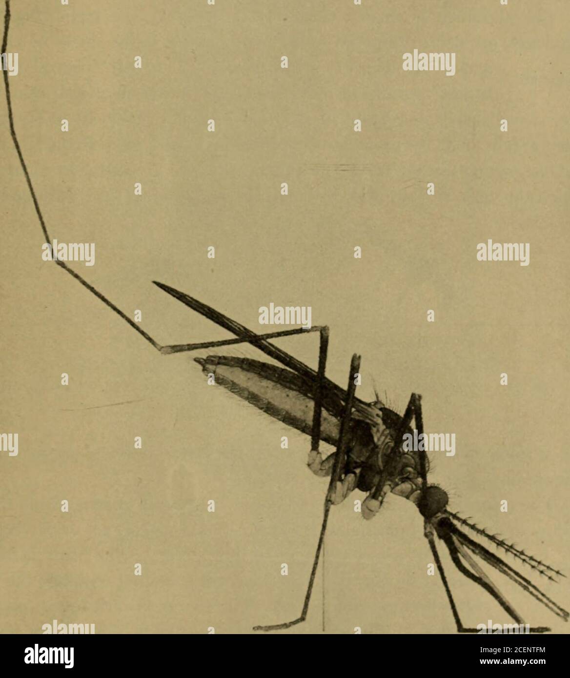 Hollow pigeon hi-res stock photography and images - Alamy