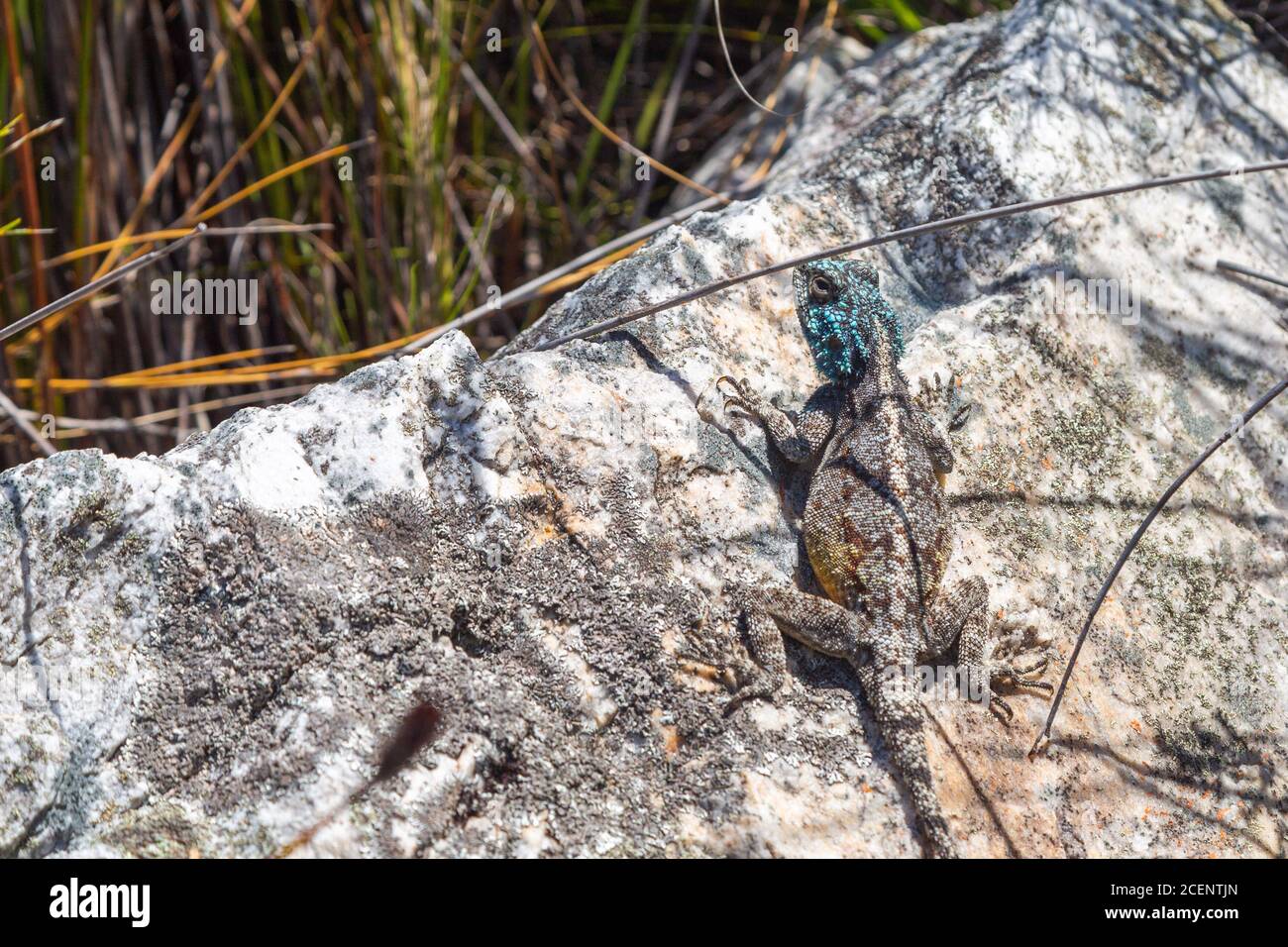 Agama atra in the Mountains of Fernkloof Nature Reserve, Hermanus ...