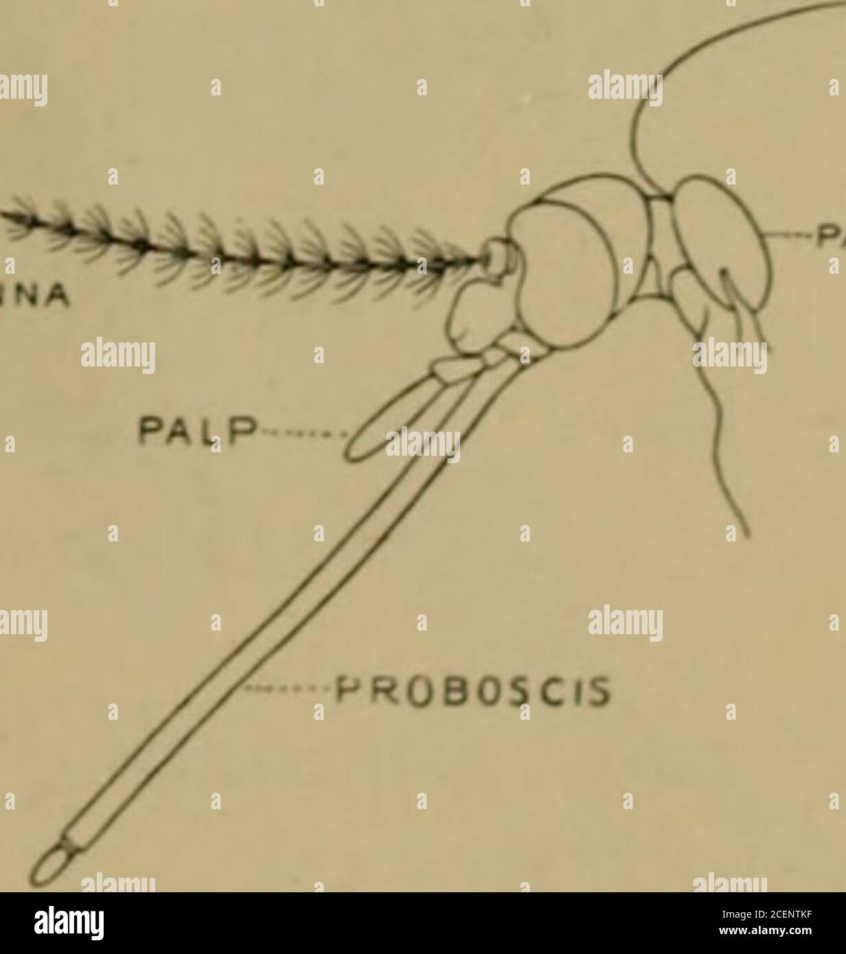 . Guide leaflet. Cu/e.x (Female. KOBOSCIS FIG. 22 THE MALARIA AND THE ...