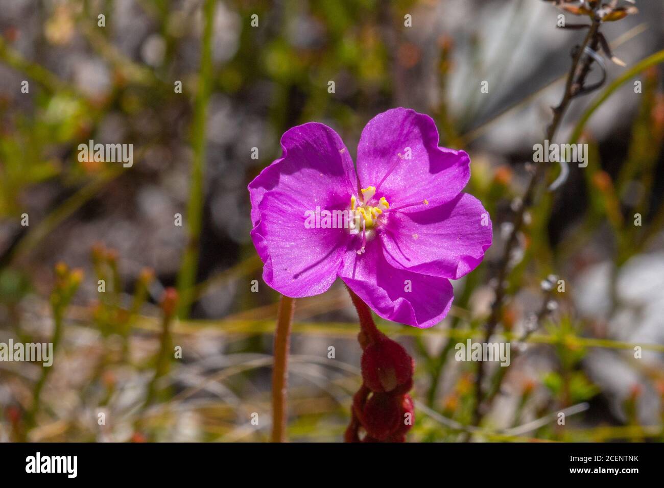 The pink flower of Drosera xerophila in Fernkloof Nature Reserve ...