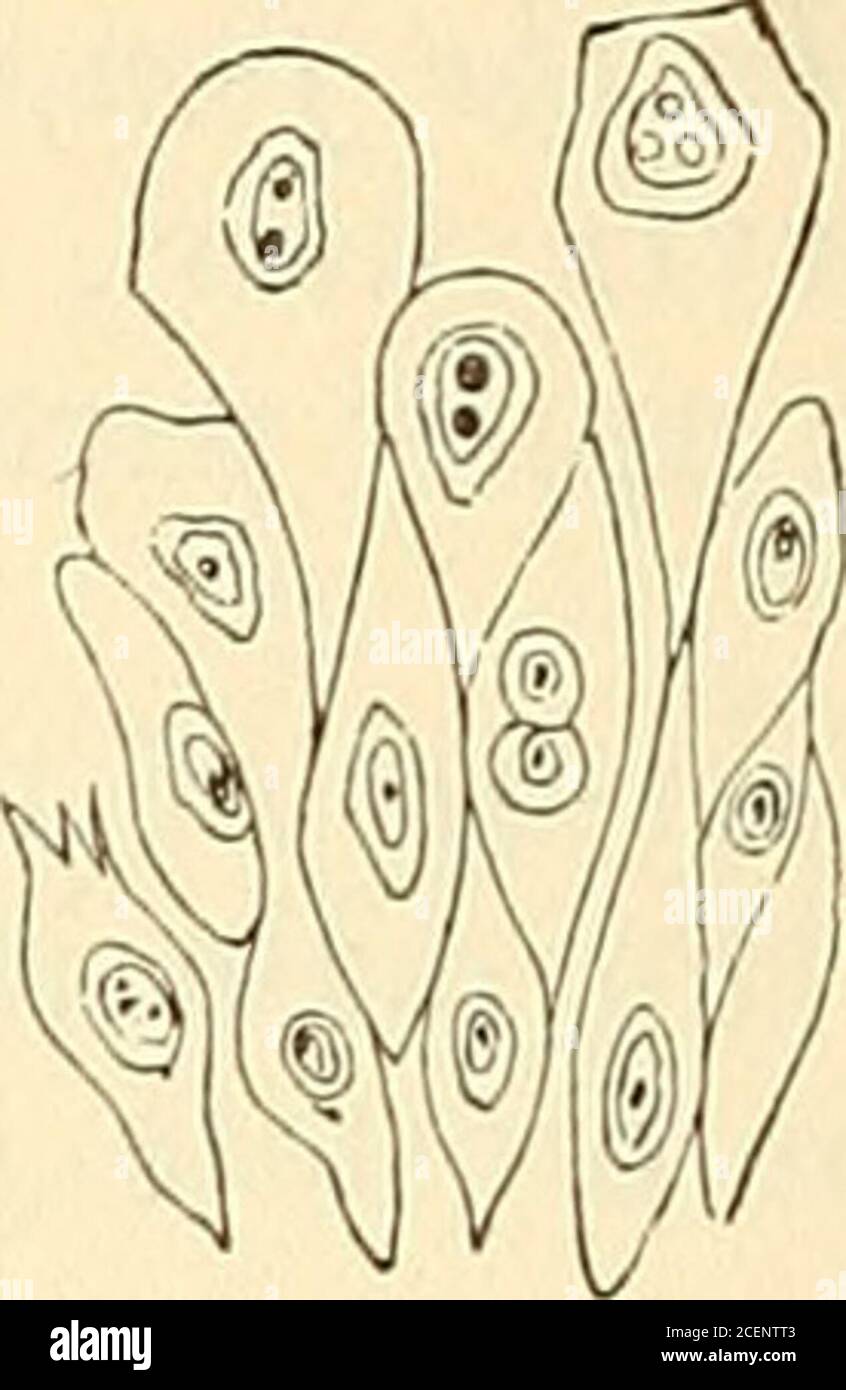 . Anatomy, descriptive and surgical. Fig. 641.. Superficial Layer of ...