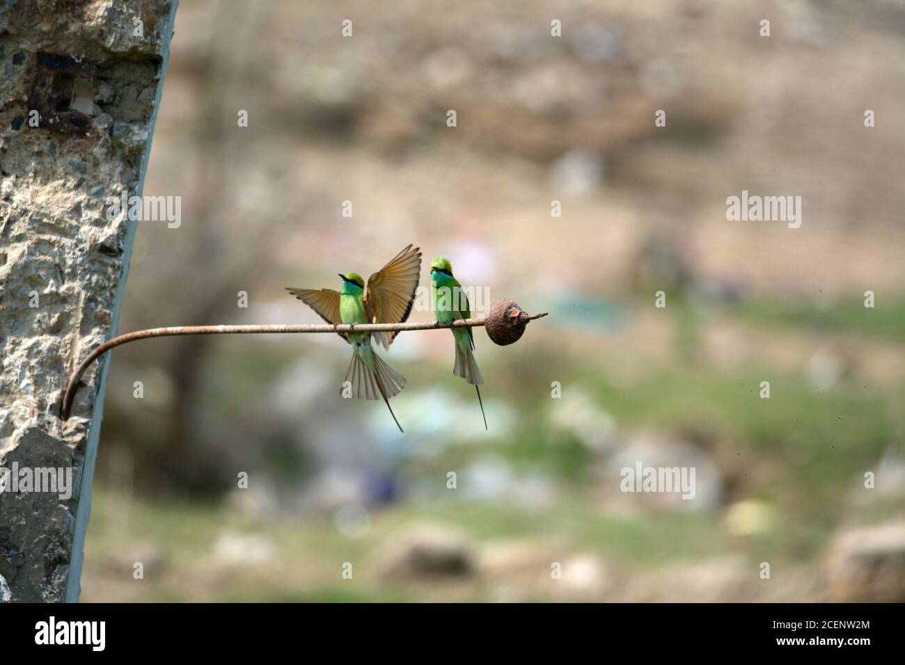 Hummingbird animal wing bird photo and image hi-res stock photography ...