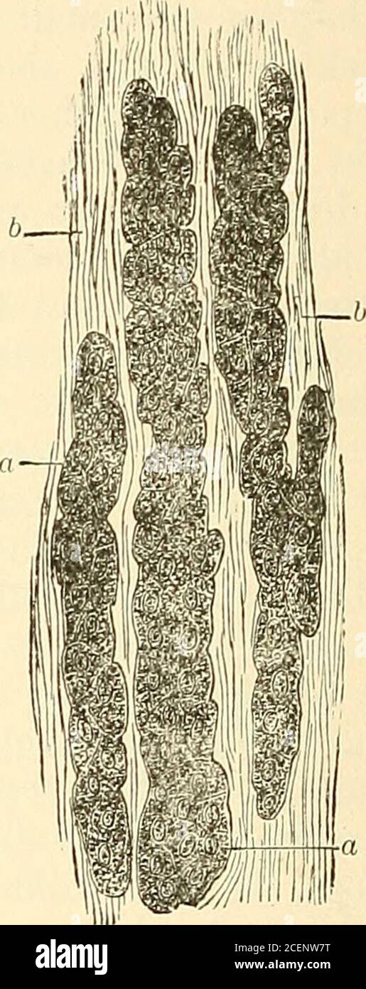 . Anatomy, descriptive and surgical. )9 Vertical Section of the ...