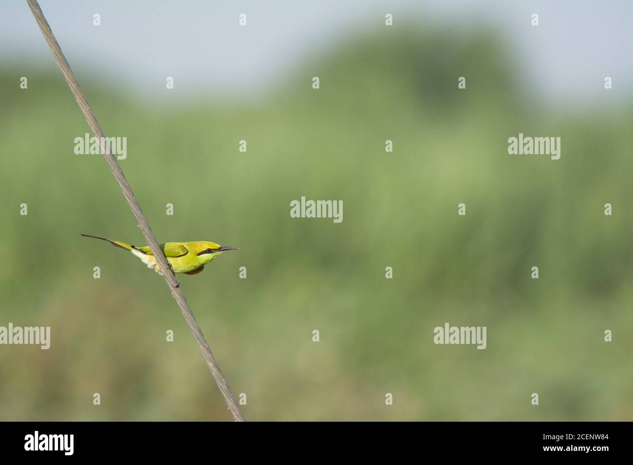 Hummingbird animal wing bird photo and image hi-res stock photography ...