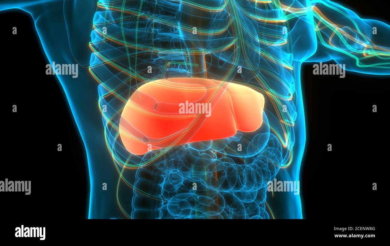 Human Internal Digestive Organ Liver Anatomy Stock Photo - Alamy