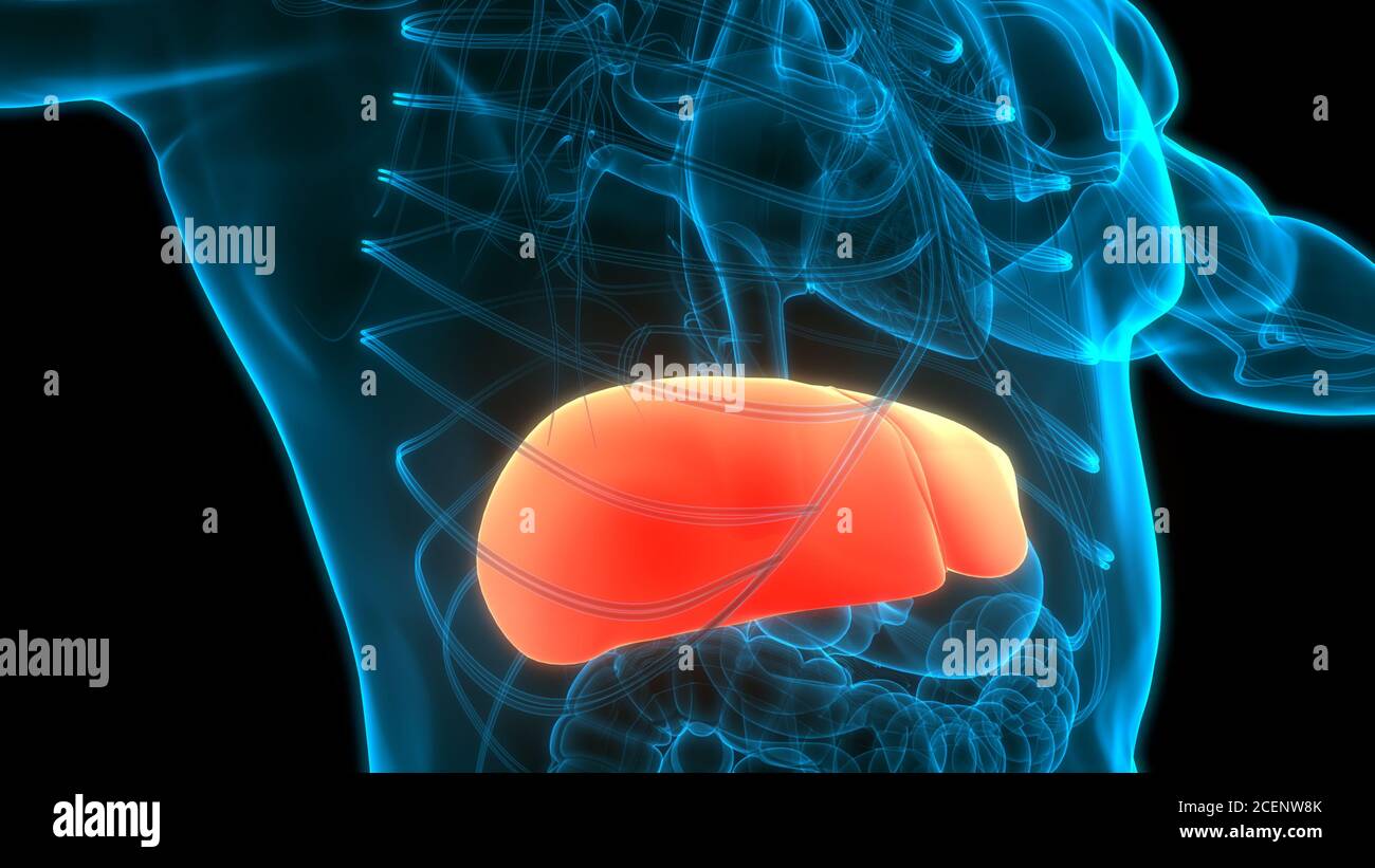 Human Internal Digestive Organ Liver Anatomy Stock Photo - Alamy