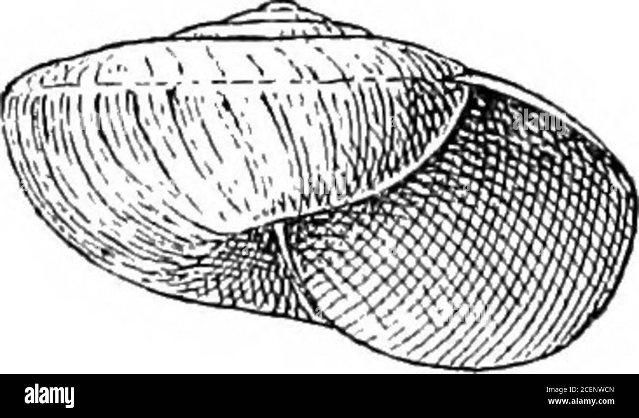 Plicifera Black and White Stock Photos & Images - Alamy