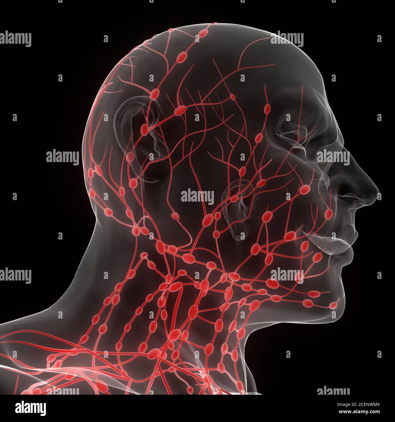 Human Internal system Lymph Nodes Anatomy Stock Photo - Alamy