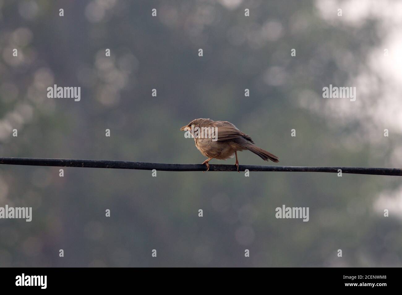 birds on wire Stock Photo - Alamy