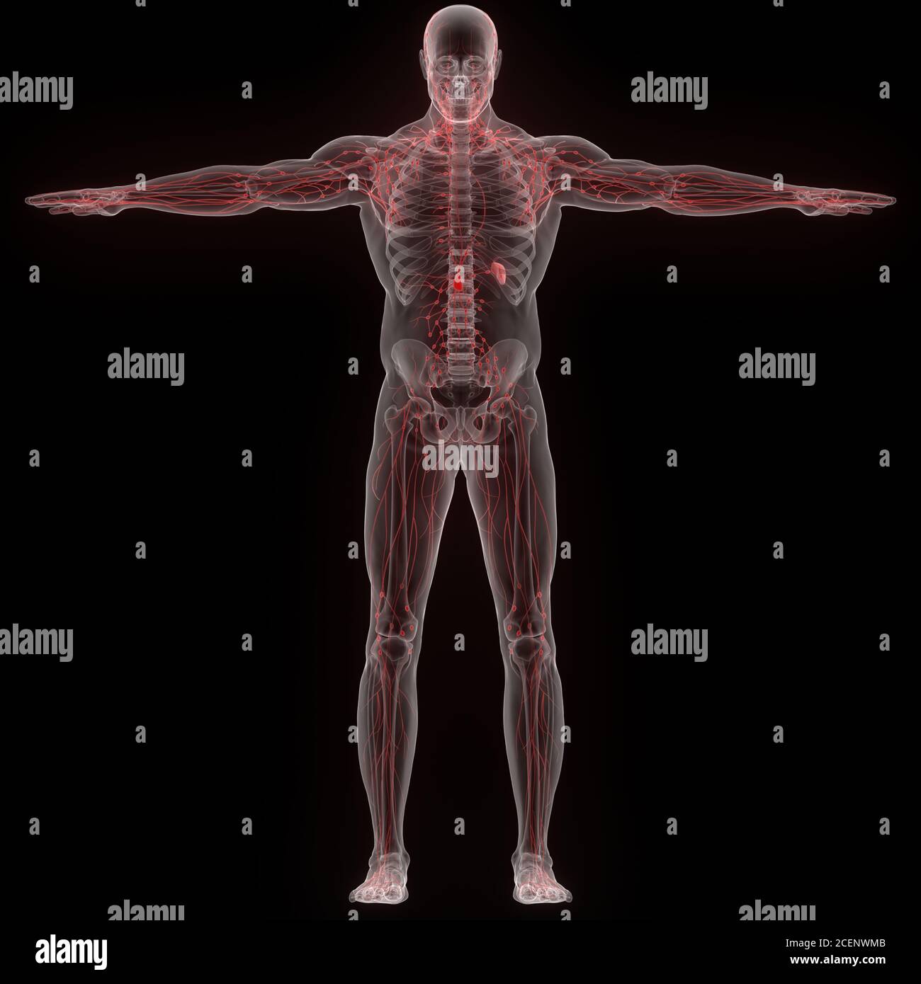 Human Internal system Lymph Nodes Anatomy Stock Photo - Alamy