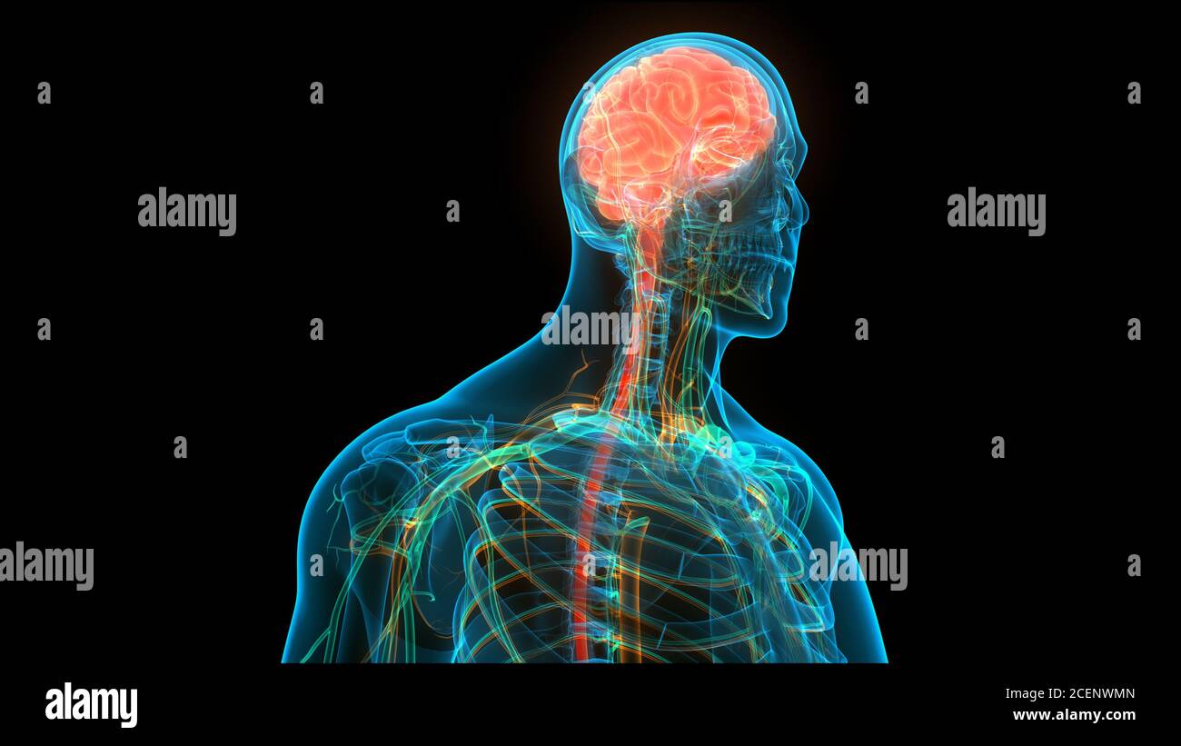 Central Organ of Human Nervous System Brain Anatomy Stock Photo - Alamy