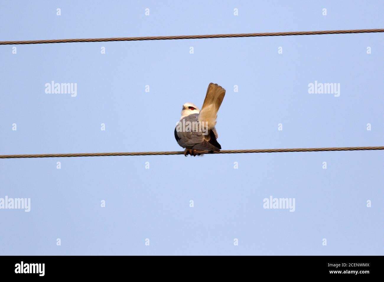 birds on wire Stock Photo - Alamy