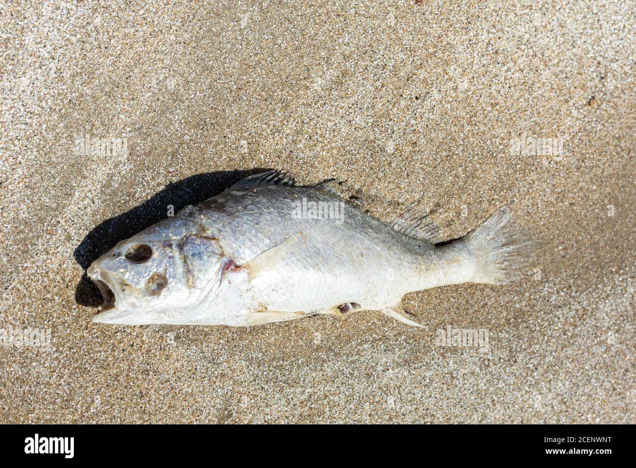 Dead fish at sandy beaches from damaged ecosystems Stock Photo - Alamy