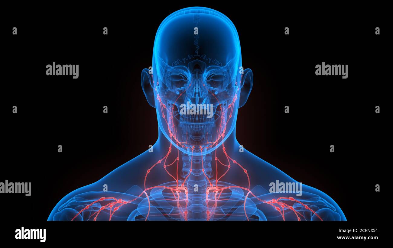 Human Internal system Lymph Nodes Anatomy Stock Photo - Alamy