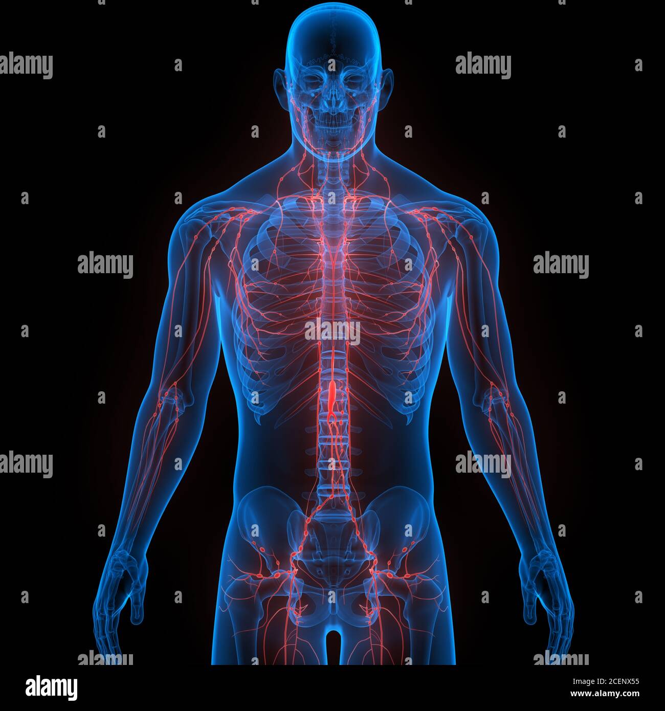 Human Internal system Lymph Nodes Anatomy Stock Photo - Alamy