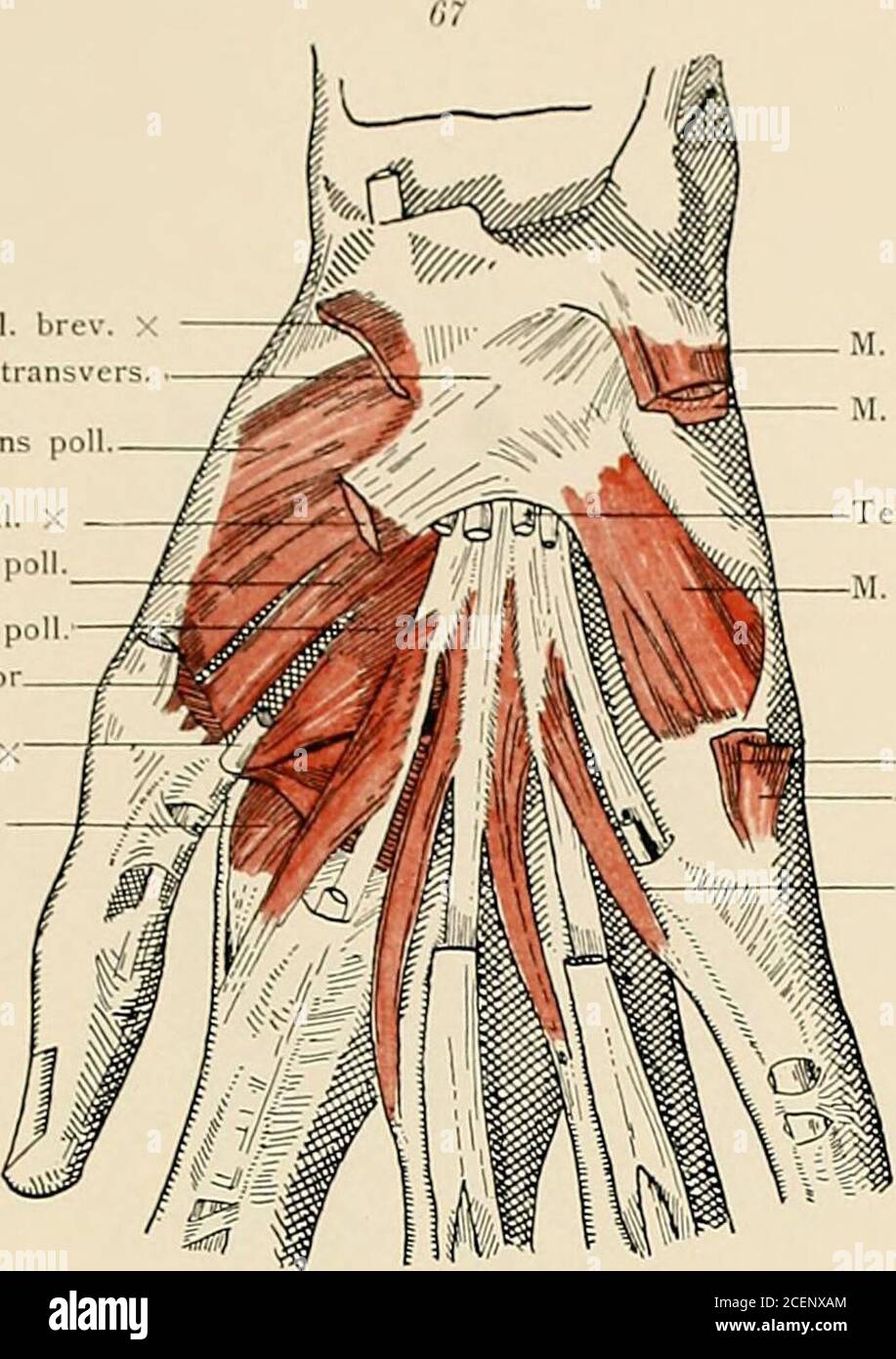 Finger anatomie hi-res stock photography and images - Alamy