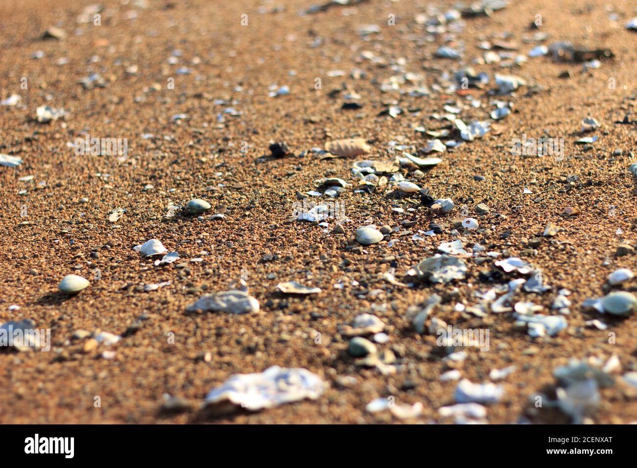 Strewn with sea shells hi-res stock photography and images - Alamy