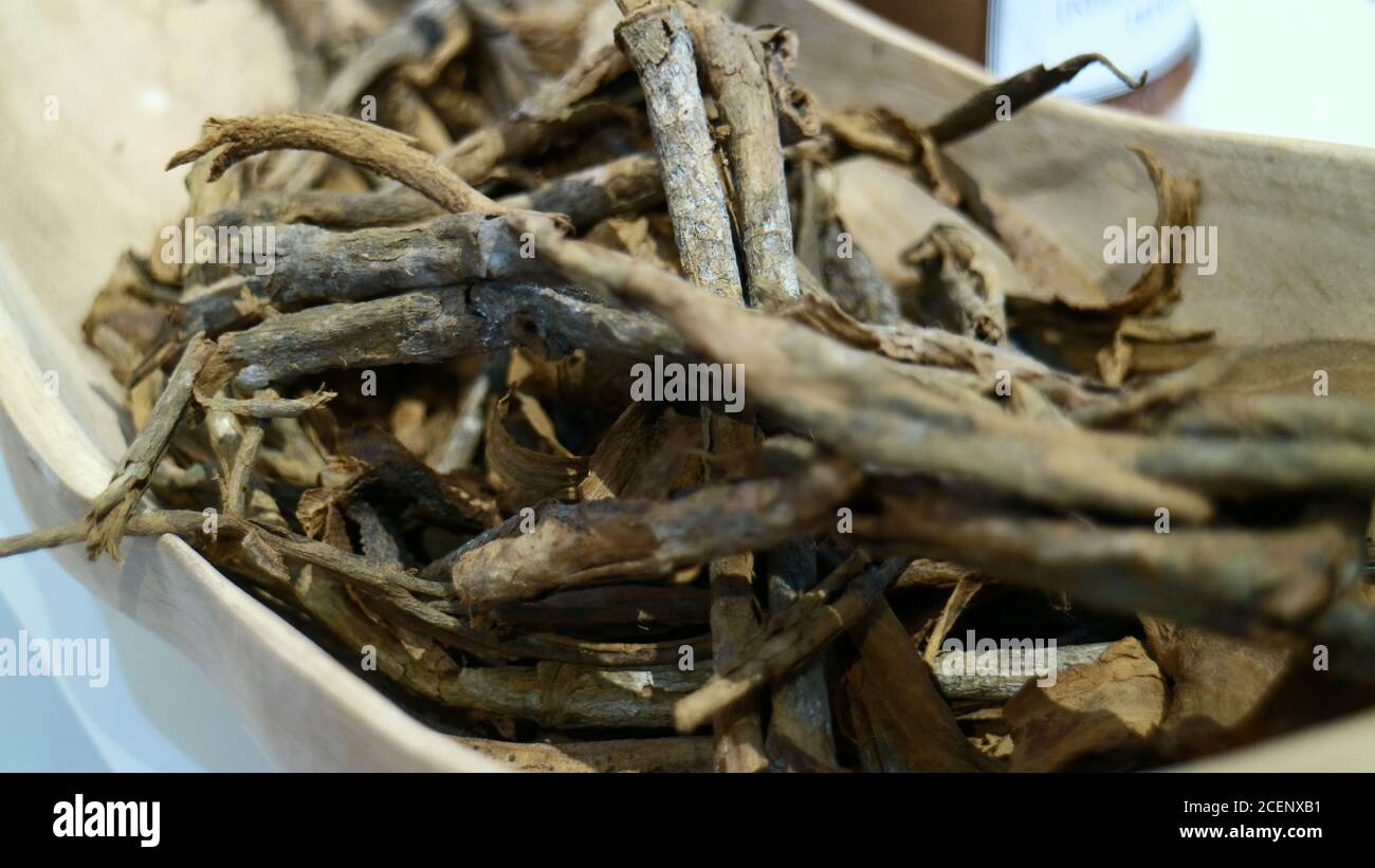 Cinchona tree hi-res stock photography and images - Alamy