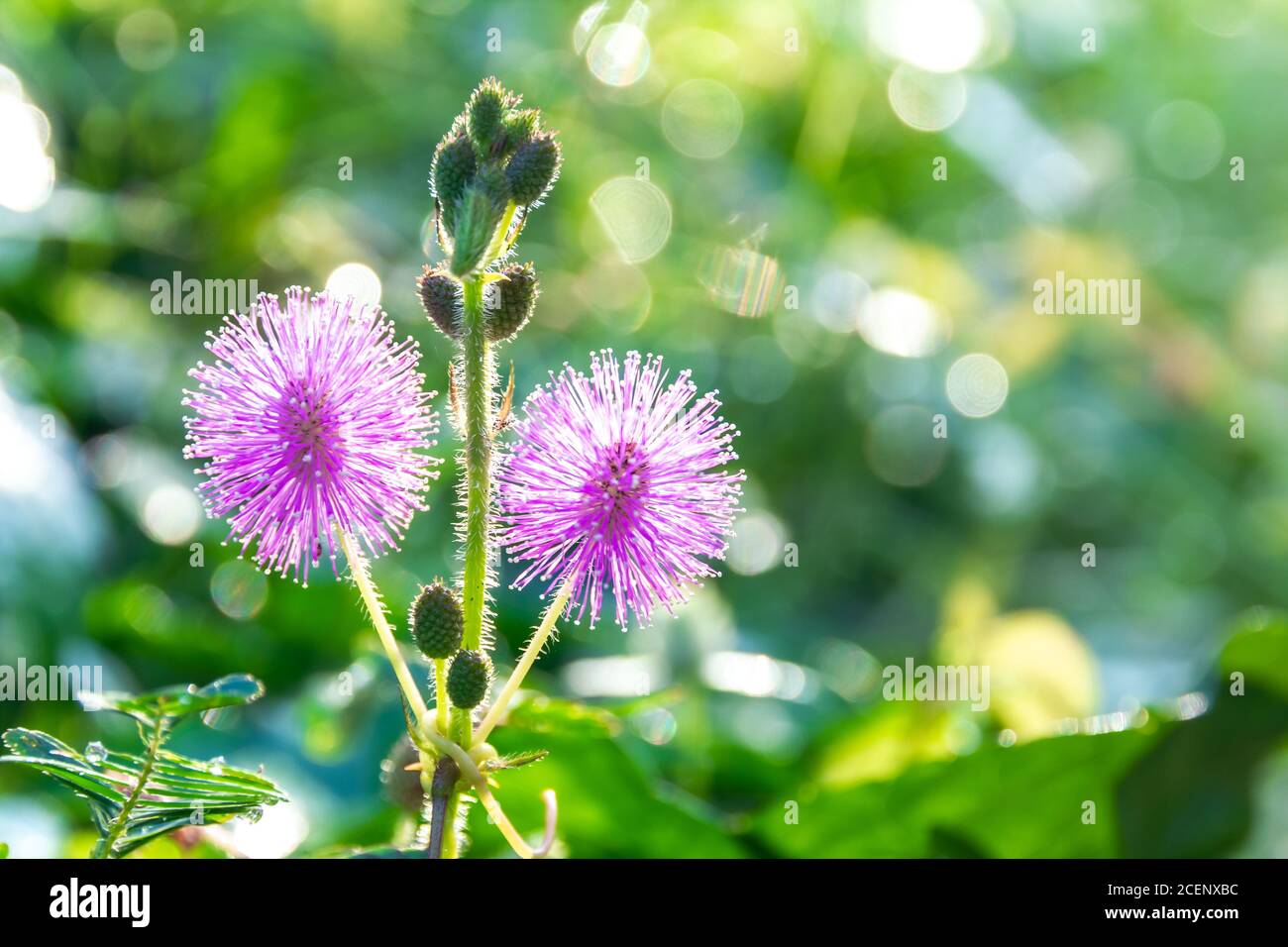 Sensitive plant / Mimosa pigra Or called sleeping grass, shameplant ...