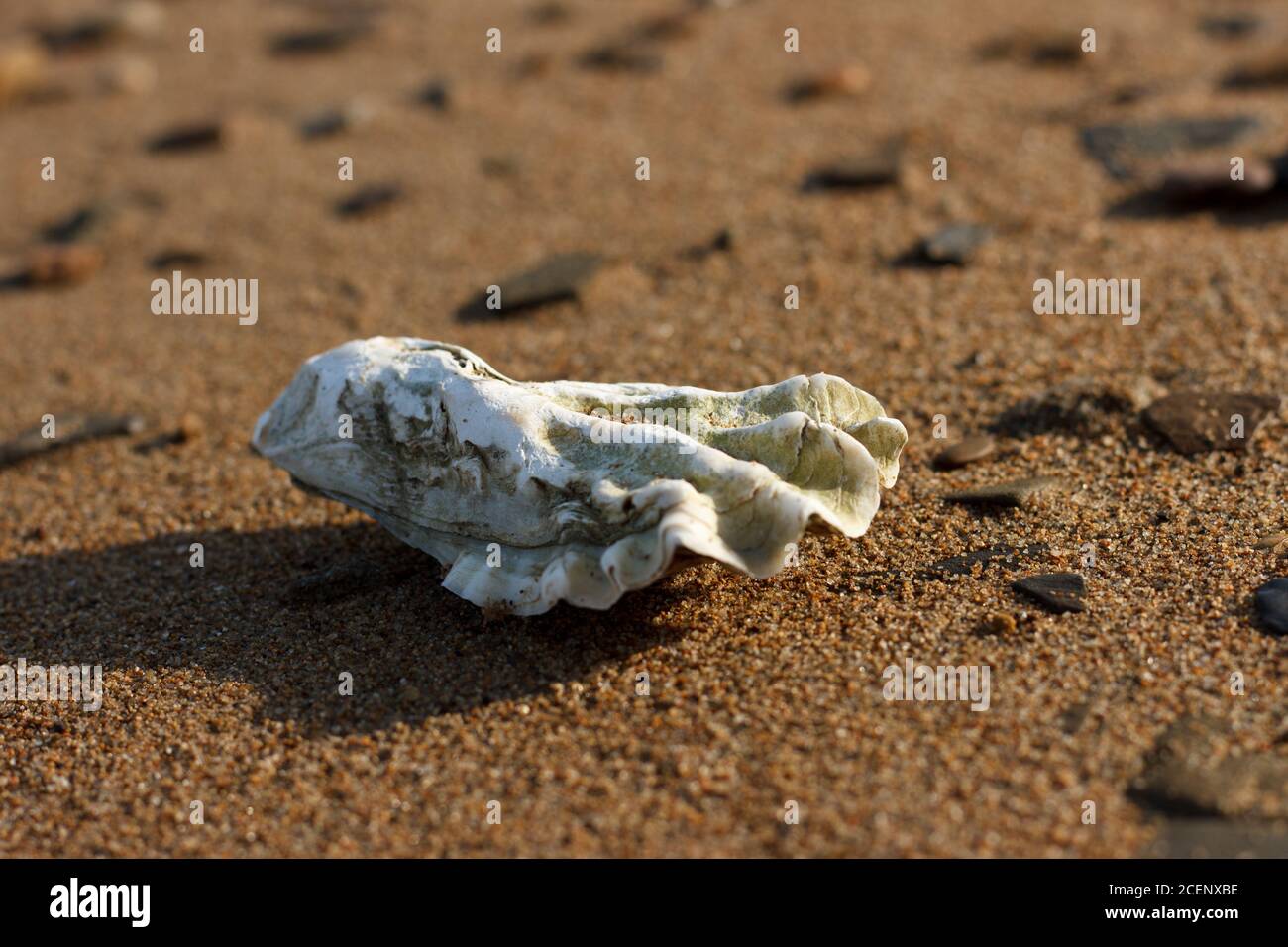 Raw oyster and pearl and sand hi-res stock photography and images - Alamy