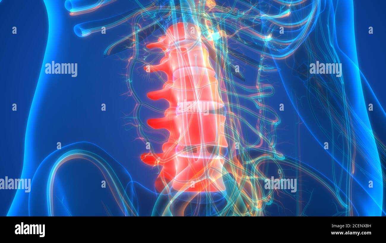 Spinal Cord Vertebral Column of Human Skeleton System Anatomy Stock ...
