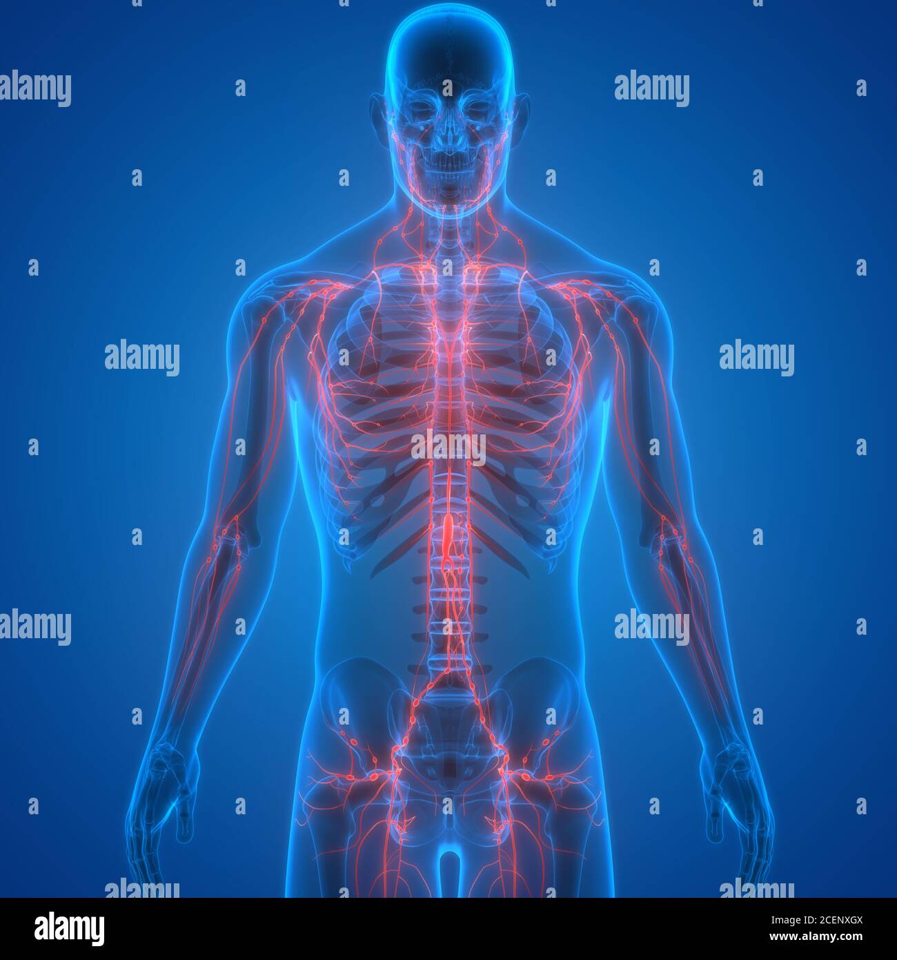 Human Internal system Lymph Nodes Anatomy Stock Photo - Alamy