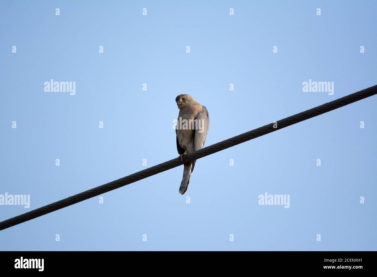 black shouldered kite, shikra, falcon, eagle, osprey , kestrel and ...