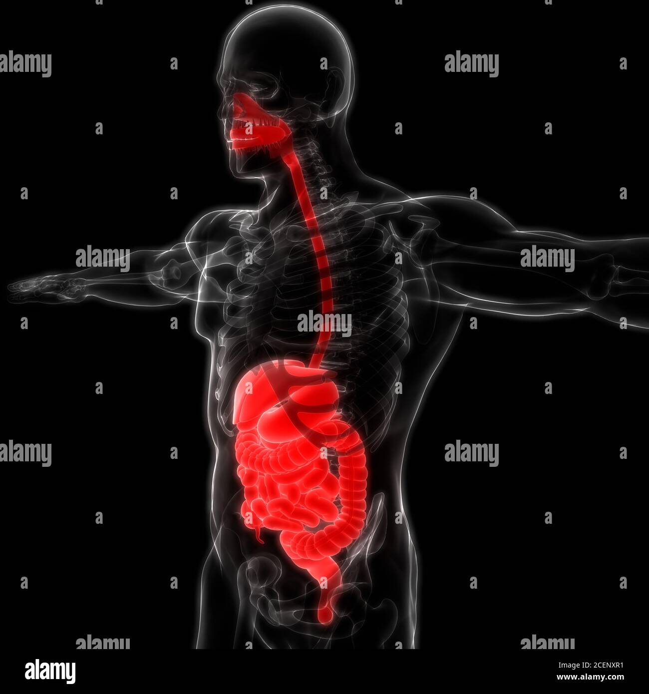 Human Digestive System Anatomy Stock Photo - Alamy