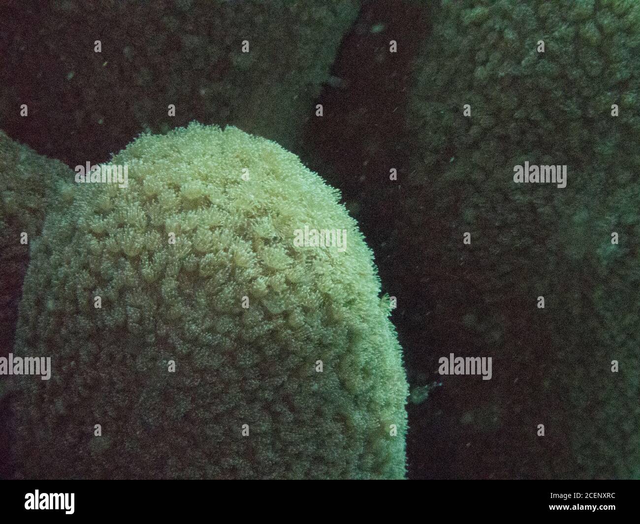 Porites coral hi-res stock photography and images - Alamy