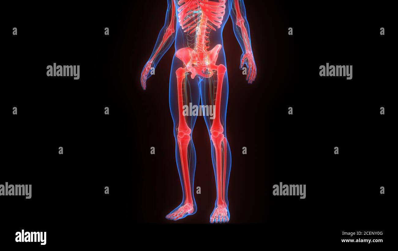 Human Skeleton System Bone Joints Anatomy Stock Photo - Alamy