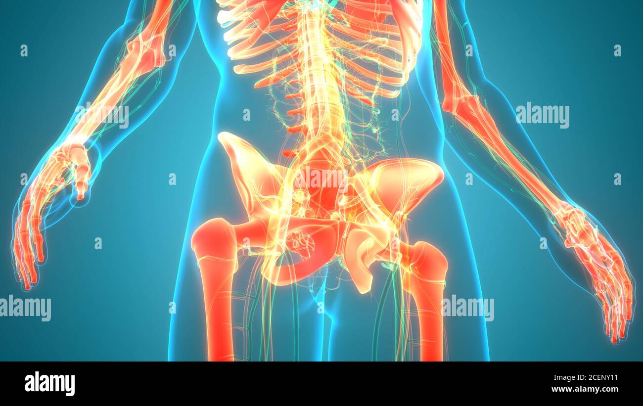 Human Skeleton System Bone Joints Anatomy Stock Photo - Alamy