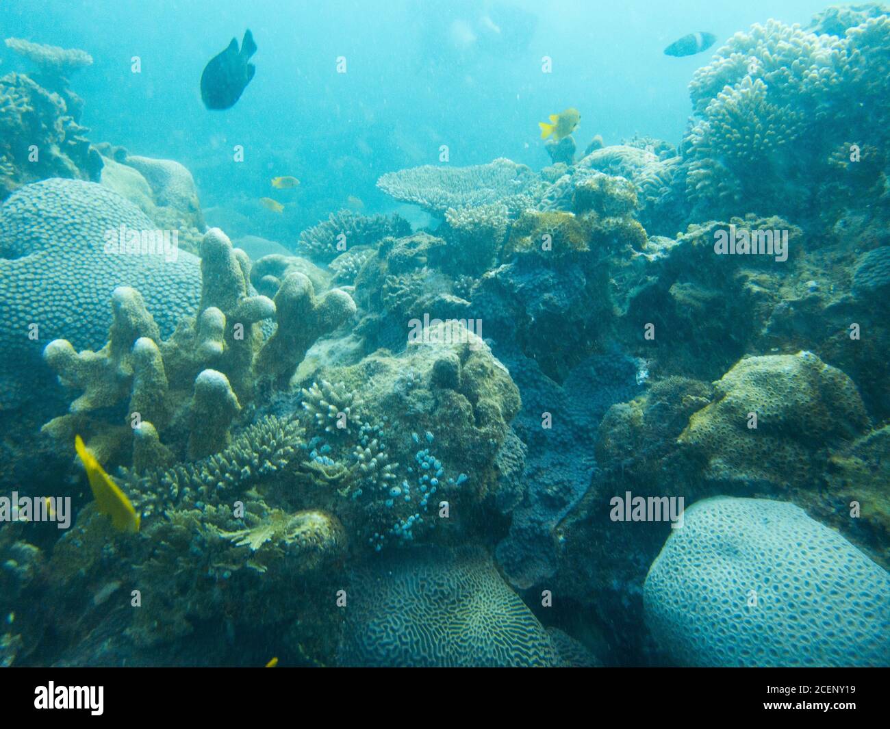 Coral Reef Landscape Bright Stock Photo - Alamy