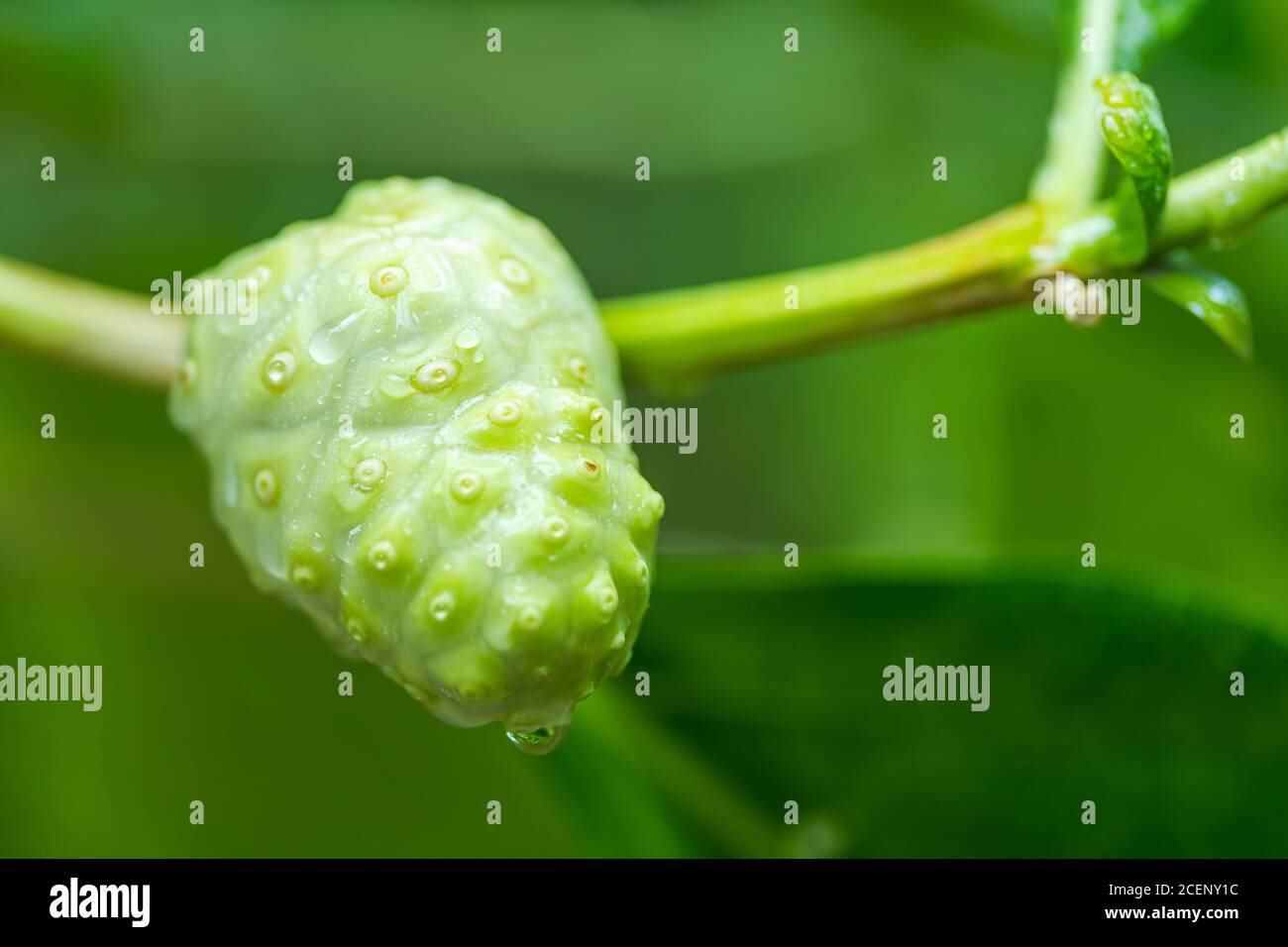 the fruit of the morinda citrifolia(noni) plant in the garden is ...