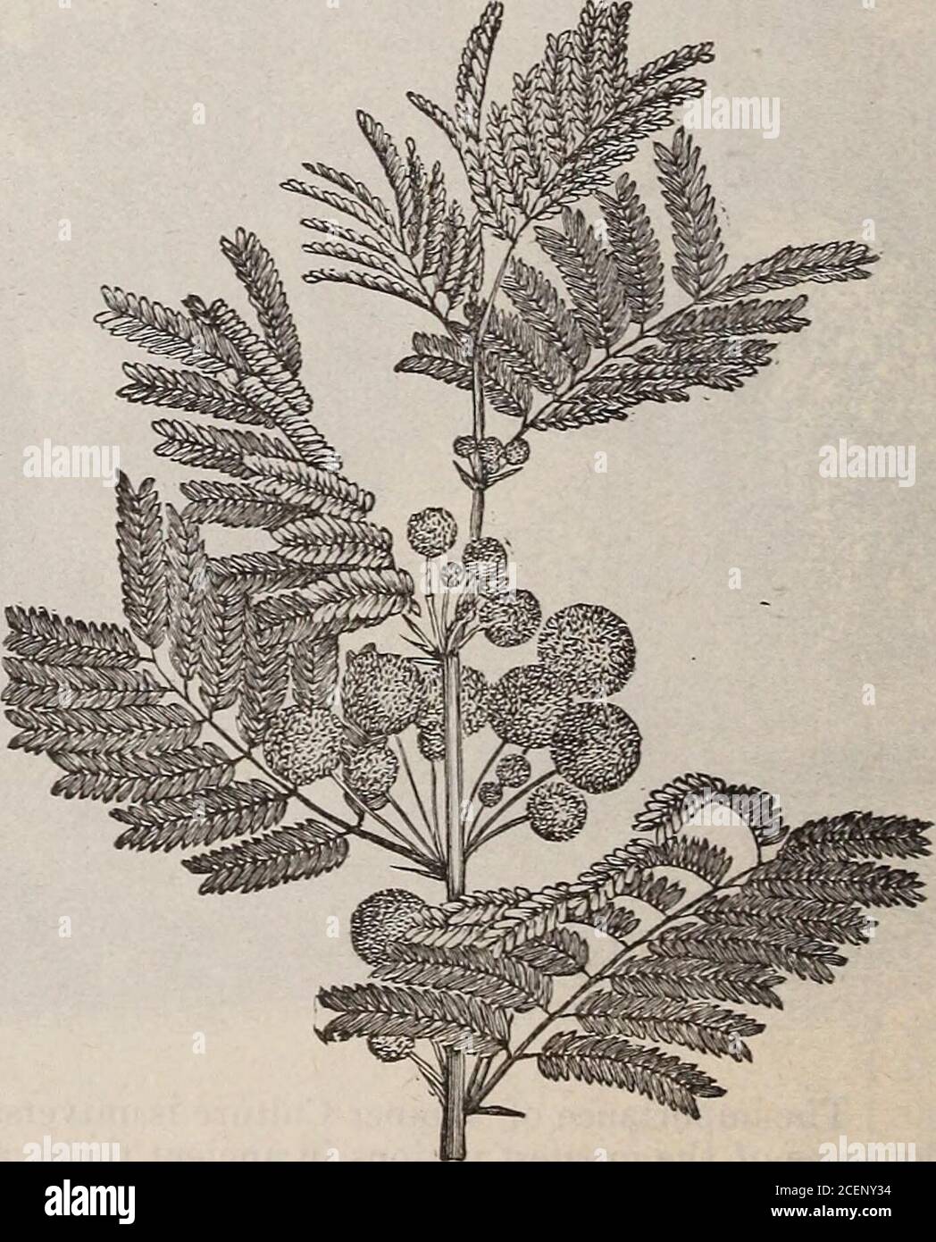 Acacia longissima hi-res stock photography and images - Alamy