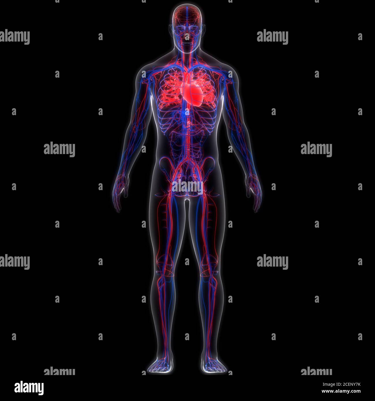 Human Circulatory System Heart Anatomy Stock Photo - Alamy